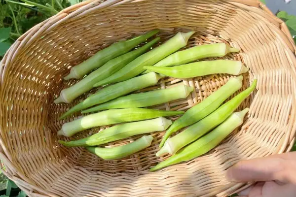Okra Stir Fry 【小炒秋葵】 - WonderOfMeals